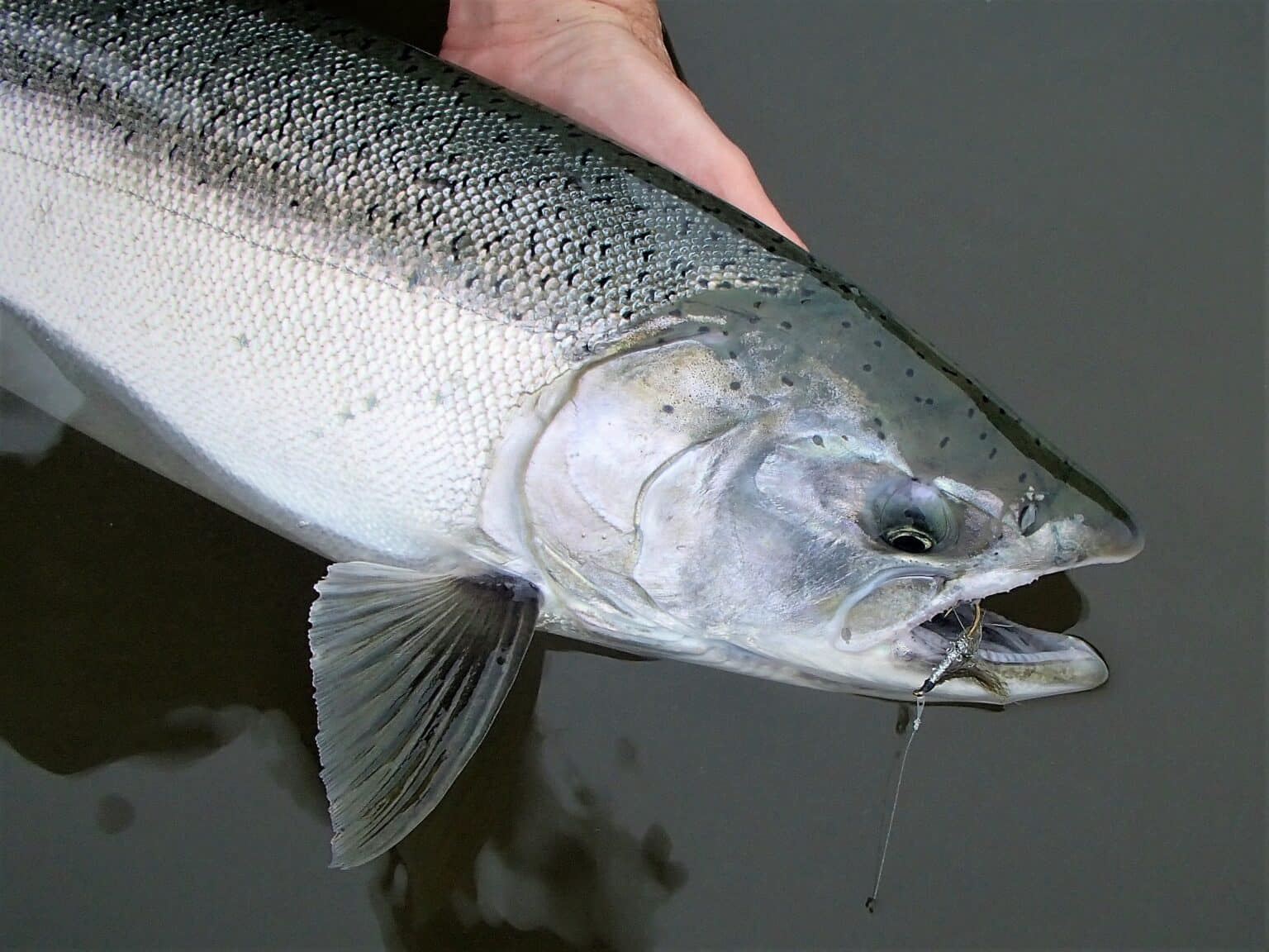 Pursuing Coho in the Ocean with a Fly – Islander Precision Reels