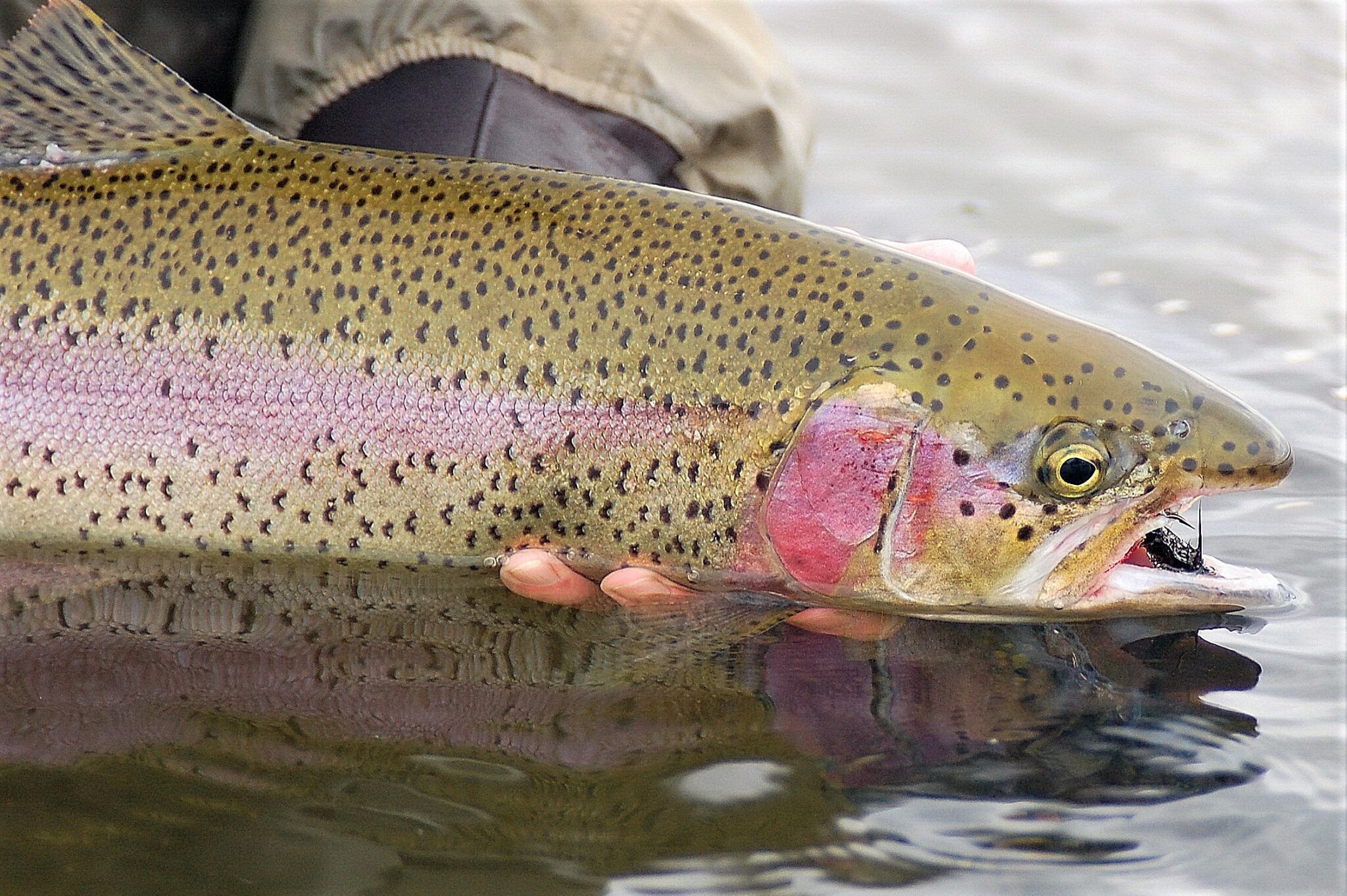 Preparing for the Stillwater Season - A Spring Fishing How-to Guide by ...