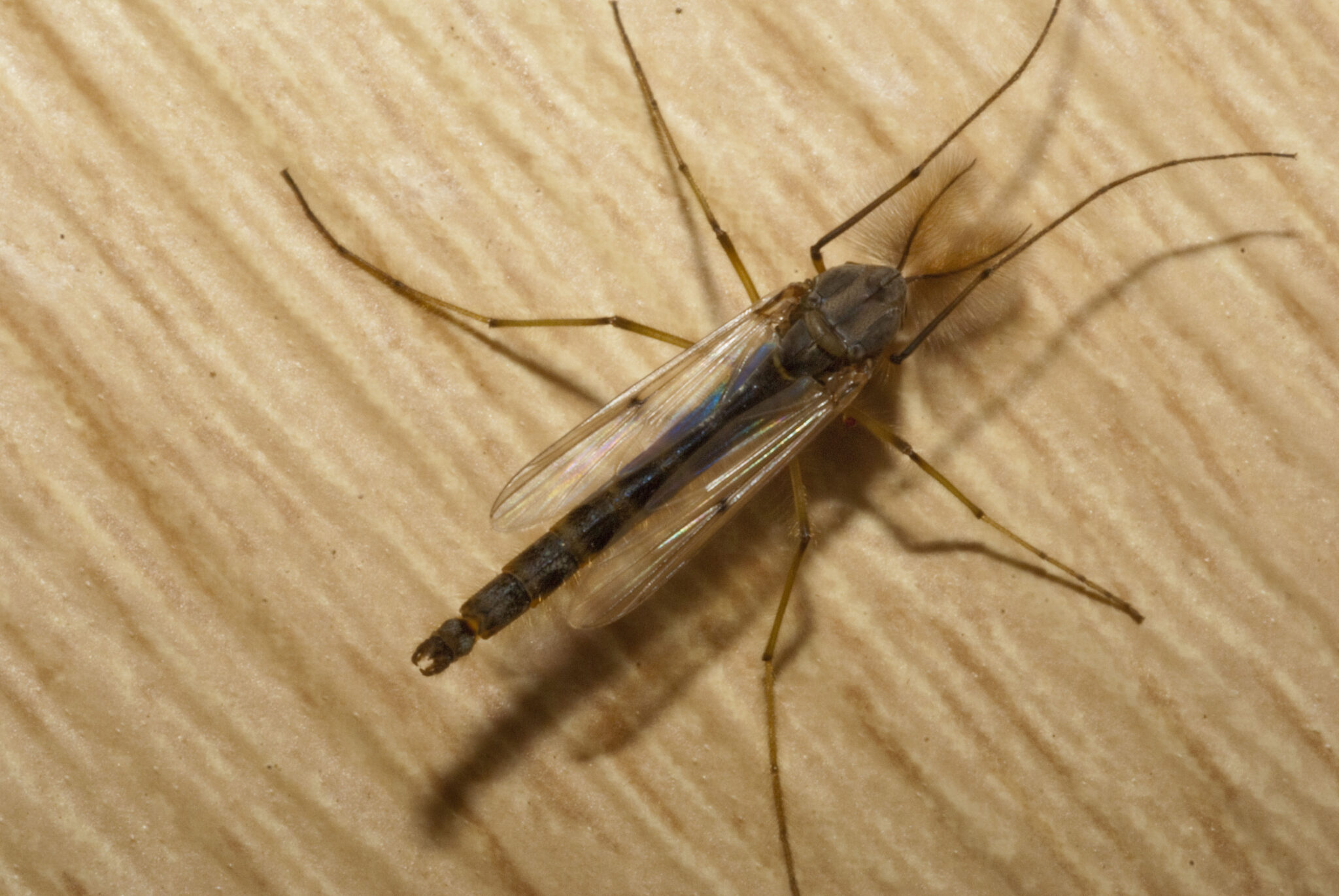 Chironomids – The Most Significant Stillwater Insect Hatch to Master ...