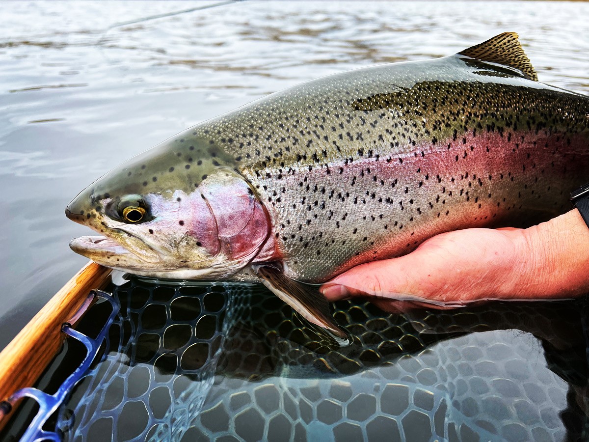 Summer Fly Fishing Tactics for Stillwater Trout – Islander Precision Reels