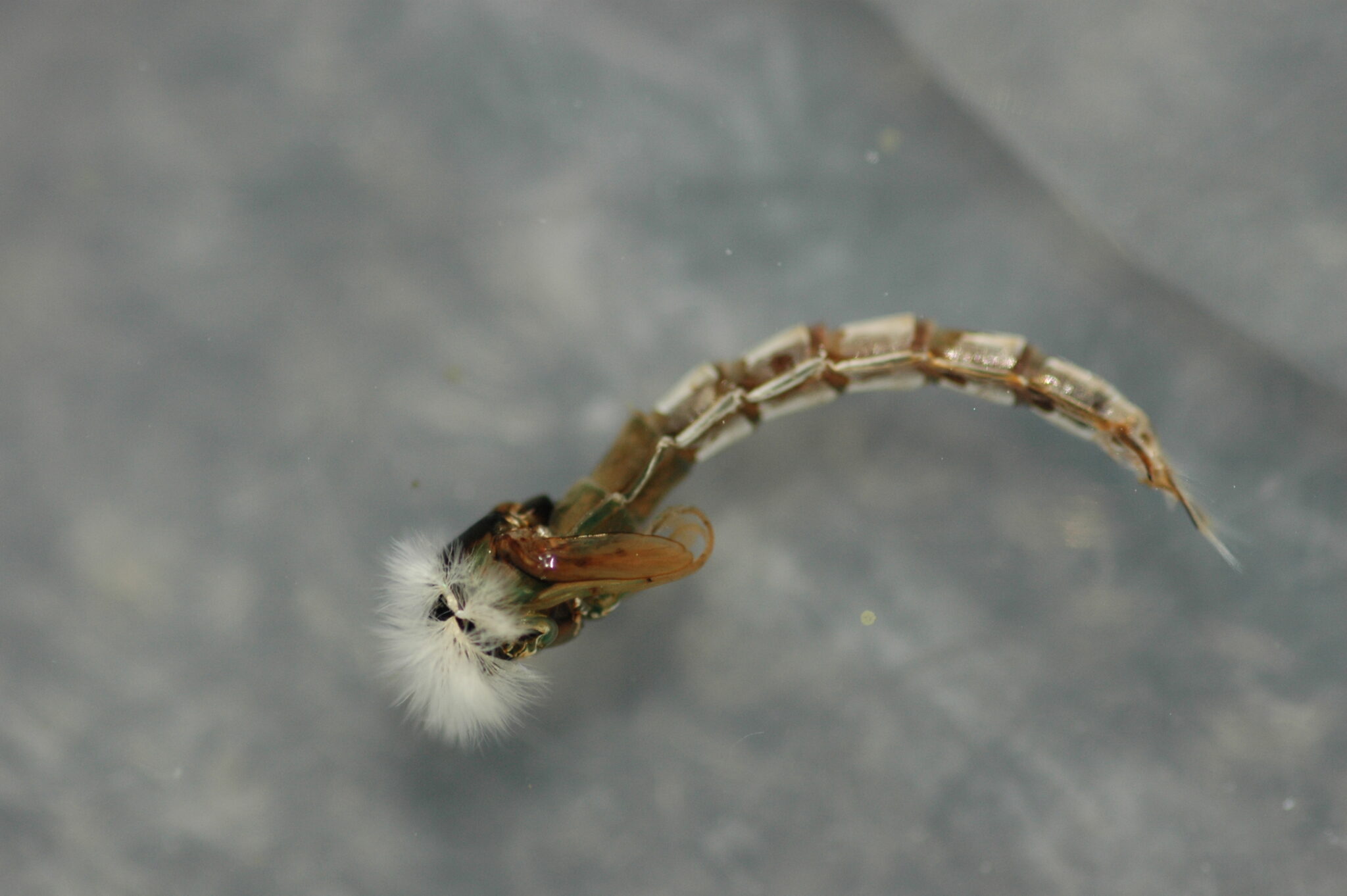 Chironomids – The Most Significant Stillwater Insect Hatch to Master ...