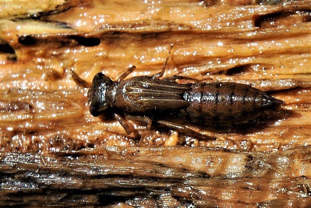 Learning more about Dragonfly Nymphs – Islander Precision Reels