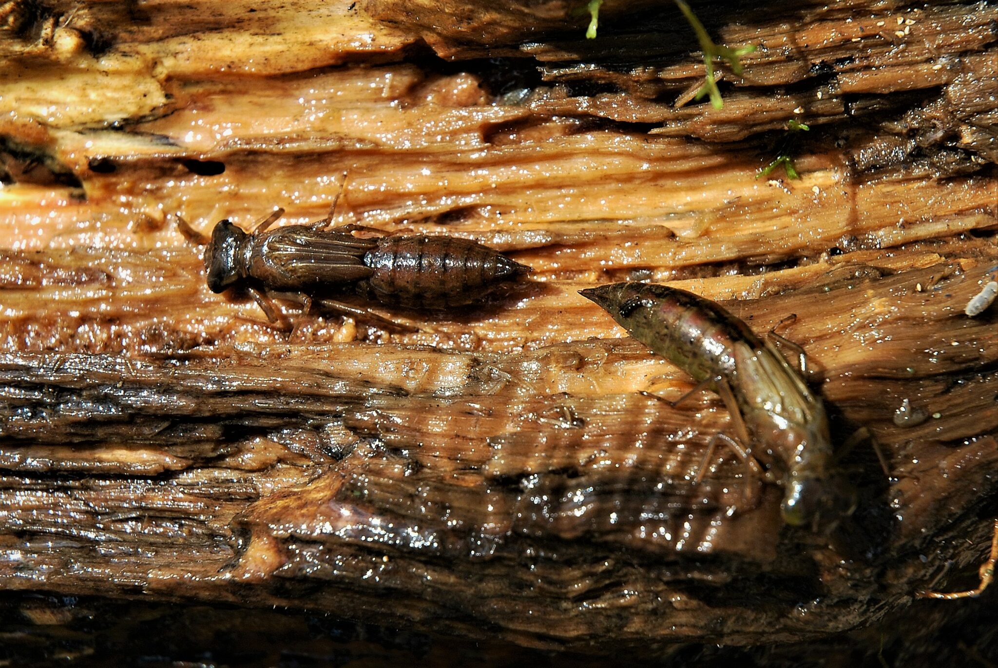 Learning more about Dragonfly Nymphs – Islander Precision Reels