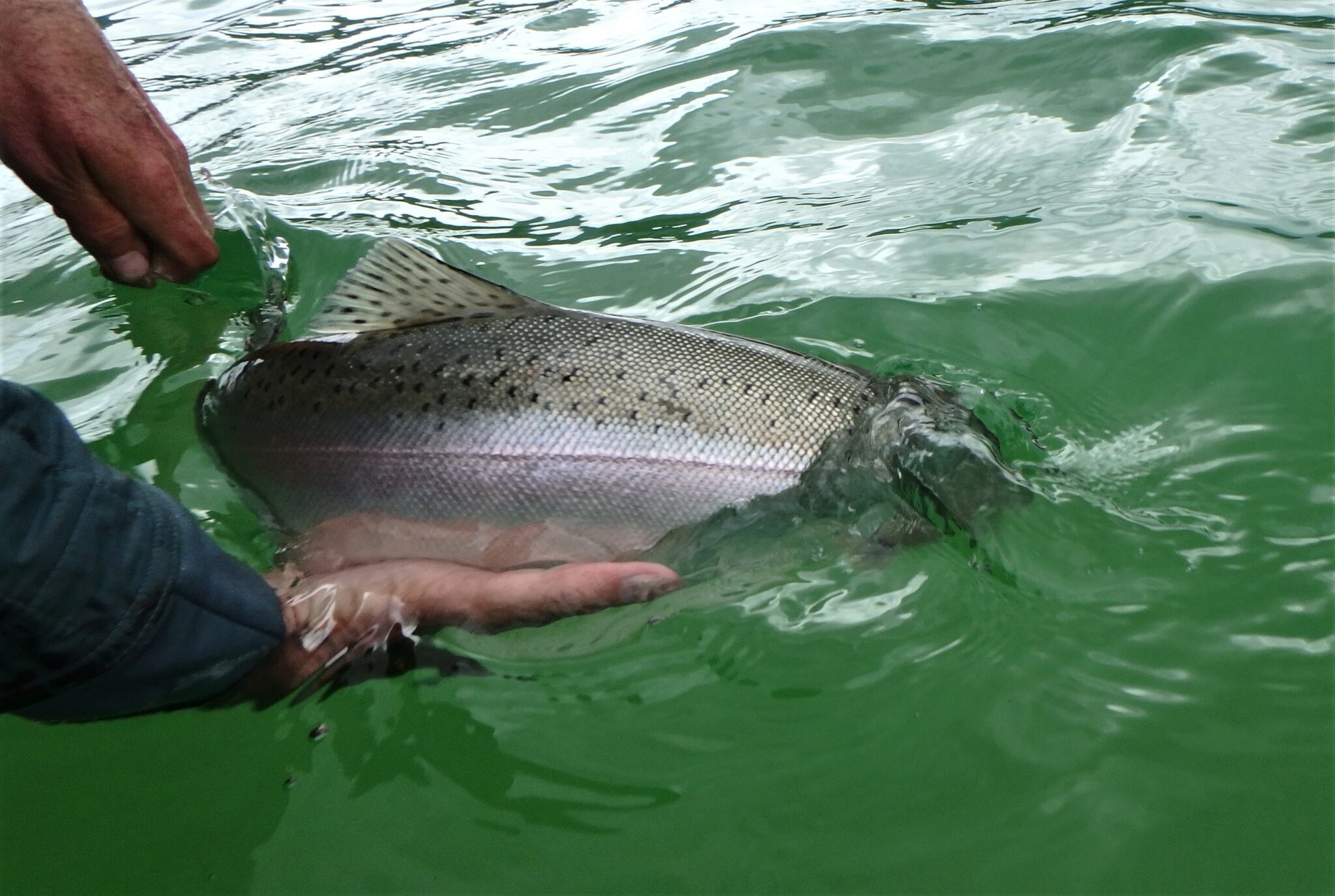 Learning more about Dragonfly Nymphs – Islander Precision Reels