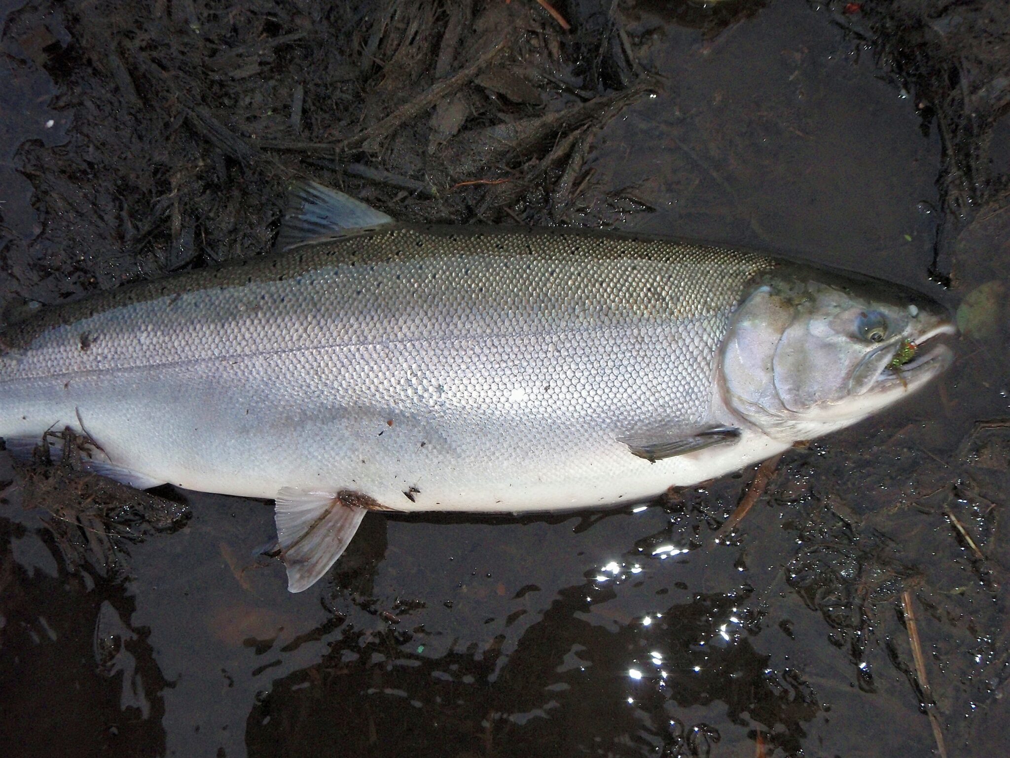 Targeting Coho in non-tidal waters – Islander Precision Reels