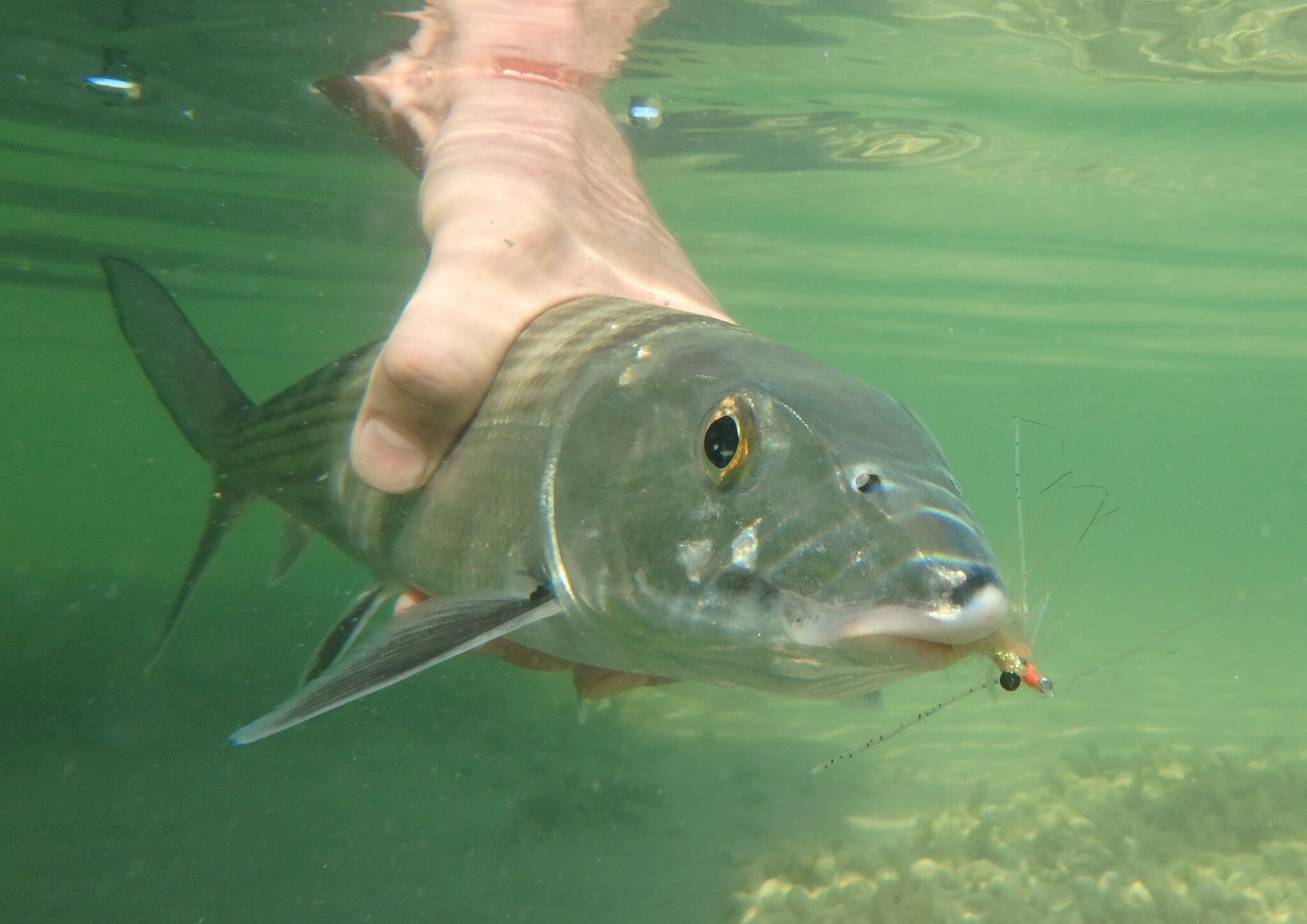 In Pursuit of Bigger Bones | Targeting Bonefish in Xcalak Mexico ...